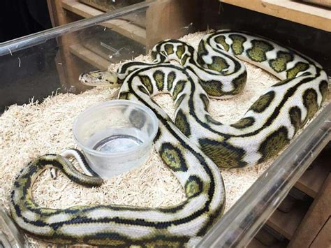 Tiger Reticulated Python