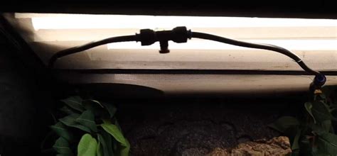 Best Leopard Gecko Lighting Setup Fundamentals
