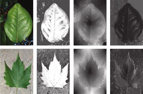 Examples Of Color Distance Maps Left To Right Initial Image Download Scientific Diagram