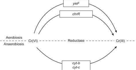 1 Genes Involved In Crvi Reduction By Microorganism Under Aerobic And Download Scientific
