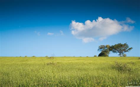 Nokia Grass And Sky Wallpaper Nokia Grass And Sky Wallpaper