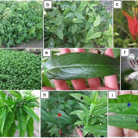 Pdf Genetic Homogeneity Of Vegetatively Propagated Clinacanthus