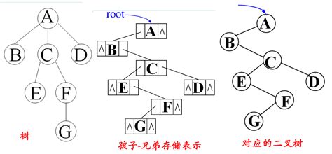 【数据结构】树与二叉树、树与森林部分习题以及算法设计例题 2