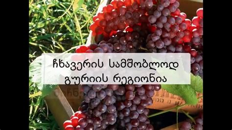 ჩხავერი შეუდარებელი ქართული ვაზის ჯიში Youtube