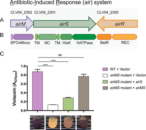 Antibiotic Induced Response System Two Component Regulatory System