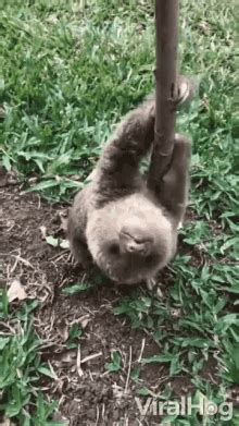 Sloth Hanging S Tenor