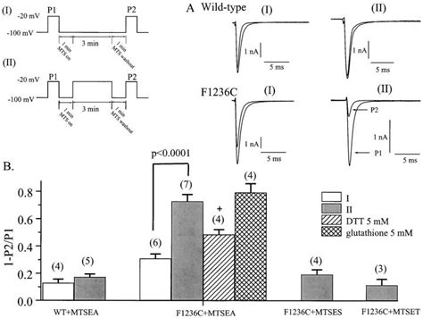 Mtsea Modification Of F1236c Exhibits Voltage Dependence Cells