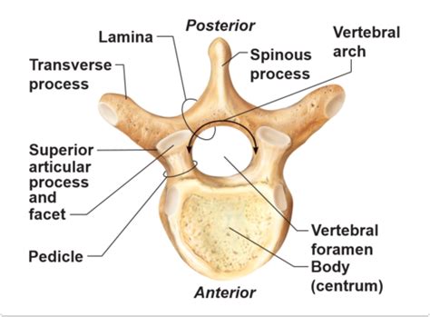 Unit 2 Aandp Vertebrae Flashcards Quizlet