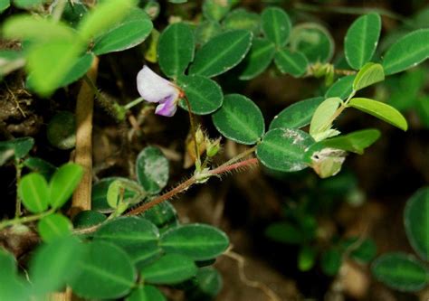 Desmodium Heterophyllum Eflora Of India