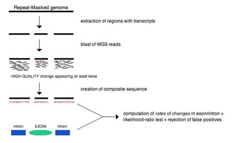detecting accelerated exon evolution genomic regions containing