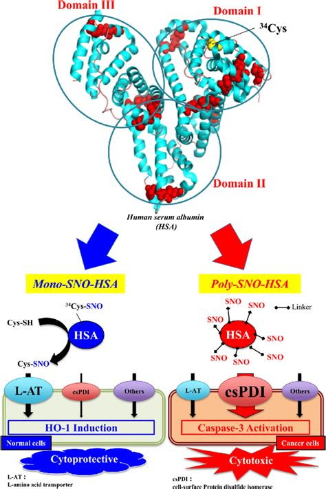HSA Structure And Differences In The Mechanisms Of NO Transfer From Download Scientific Diagram
