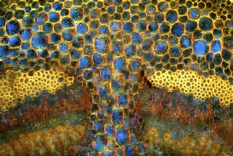 Plant Tissue Light Micrograph Stock Image C024 9487 Science Photo Library