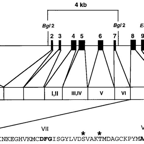 Targeted Disruption Of The Mkk3 Gene The Structure Of The Murine Mkk3