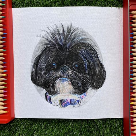 Imperial shih tzu how2find : r/Shihtzu