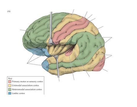 Classification Of Different Cortex Quiz