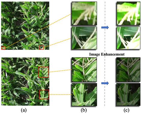 Lightweight Detection And Counting Of Maize Tassels In Uav Rgb Images