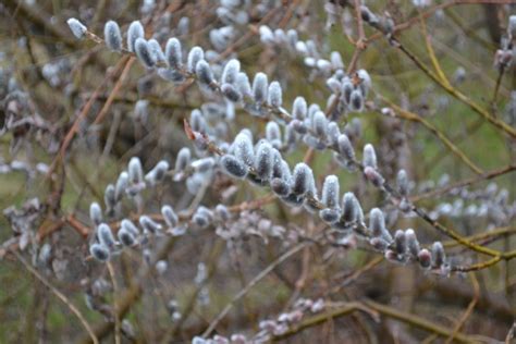 American Pussy Willow Tree