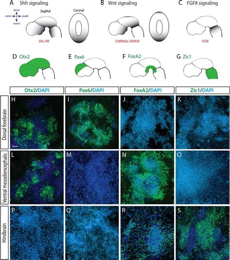 Modulation Of Bi Directional Morphogen Gradients Generates Regionally Download Scientific