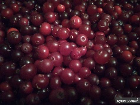 Клюква в Москве