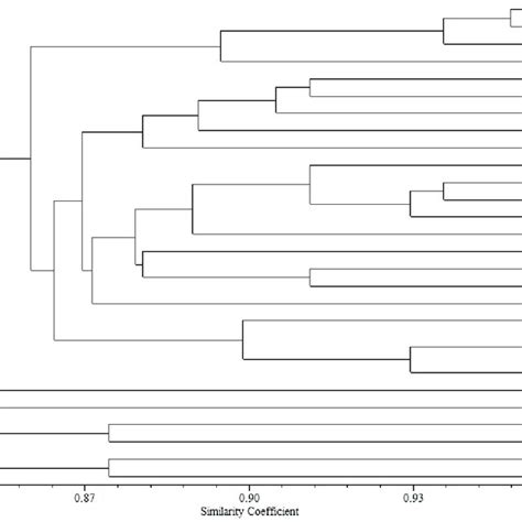 Upgma Based Dendrogram Of 27 Accessions Of Brassica Spp And R Sativus