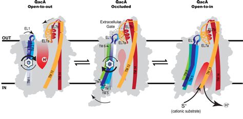 Schematic Of Conformational Transitions In Qaca Download Scientific