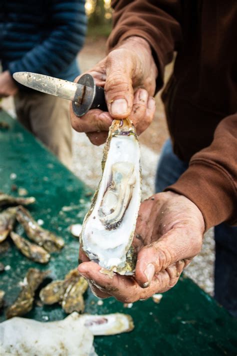 South Carolina Shellfish Harvest Season Opens October 1 The Fishing Wire