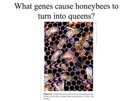 Ppt Single Gene Effects On Behavior Powerpoint Presentation Free