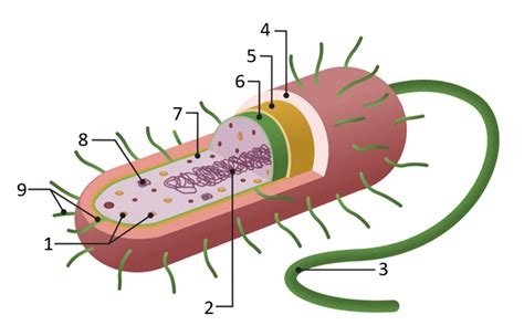 Задание №14346 Установите соответствие между признаками и структурами бактериальной клетки