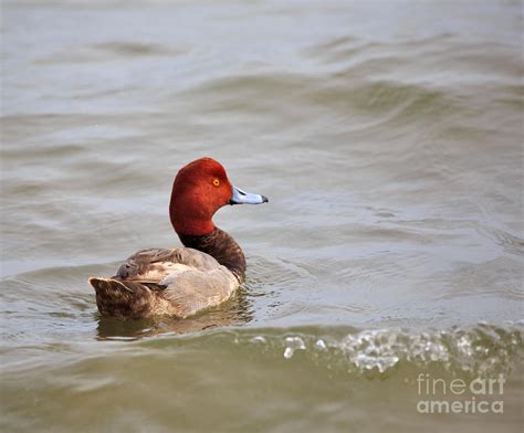 Redhead Duck Photograph By Louise Heusinkveld Fine Art America