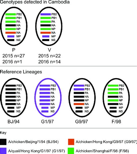 Genotypes Of A H9n2 Cambodian Viruses Detected From 2015 To 2016 The Download Scientific
