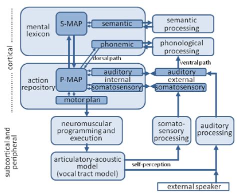 Structure Of The Neural Model Of Speech Processing Light Blue Boxes Download Scientific