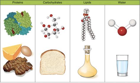 Carbohydrates Lipids Proteins And Nucleic Acids Structure At Keena