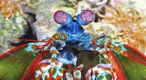Meet The 50 Weirdest Deep Sea Creatures Lurking Beneath The Waves Artofit