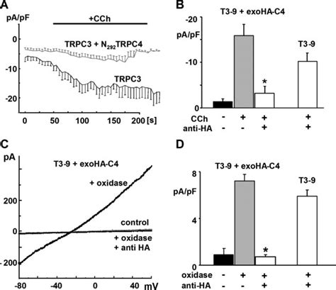 dominant negative inhibition of trpc3 currents by trpc4 mutants in the