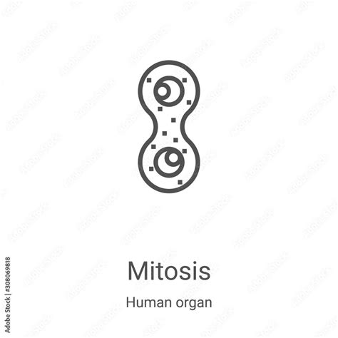 Mitosis Icon Vector From Human Organ Collection Thin Line Mitosis