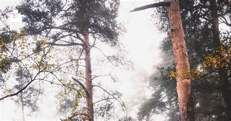 낮에는 갈색 나무와 녹색 나무 사이의 도로 사진 Unsplash의 무료 잎 이미지