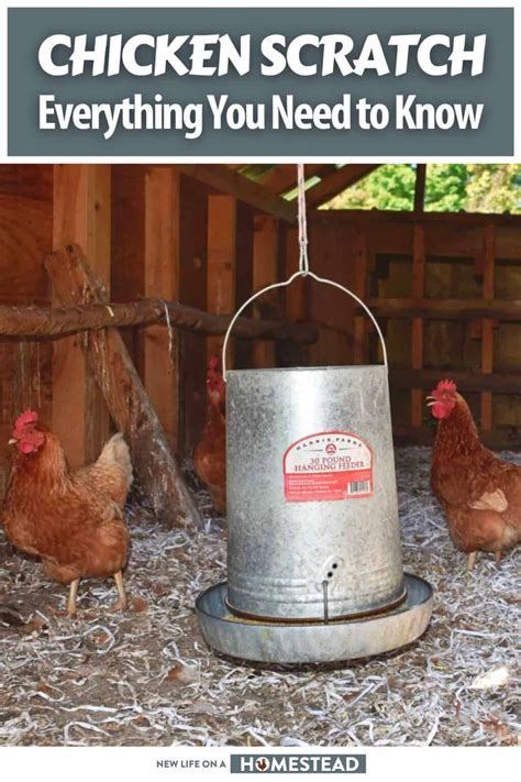 Chicken Scratch Everything You Need To Know