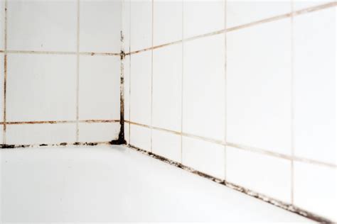 What Is The Difference Between Mold And Mildew We Dry