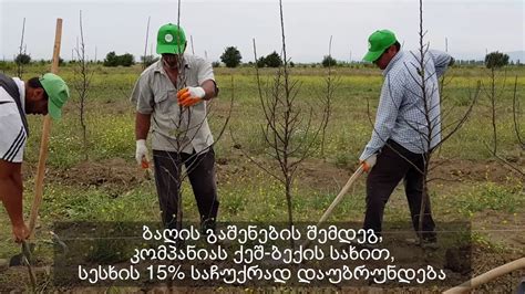 სუპერ ინტენსიური ვაშლის ბაღები გორში Youtube