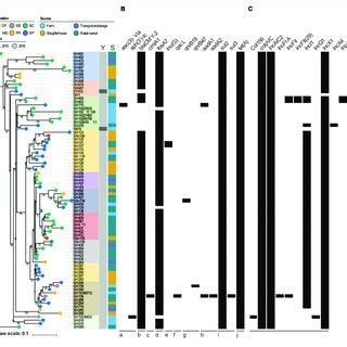 Reconstructed Phylogeny Based On The Core Genome Distribution Of Download Scientific Diagram