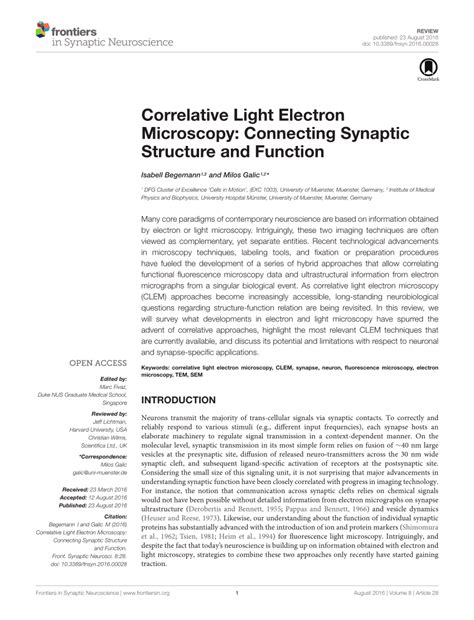 Pdf Correlative Light Electron Microscopy Connecting Synaptic Structure And Function