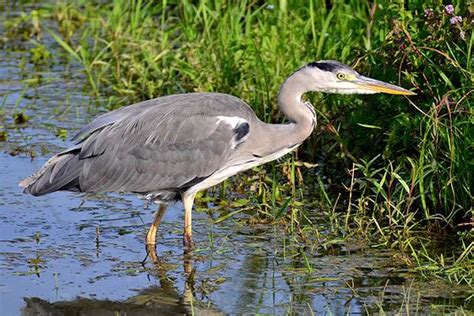 Серая цапля Ardea Cinerea — Птицы Европейской части России