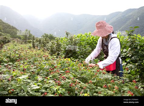 Young Female Farmer Is Harvesting Black Berry In A Raspberry Field