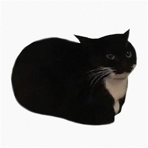 Maxwell The Cat Theme Maxwell The Cat Theme