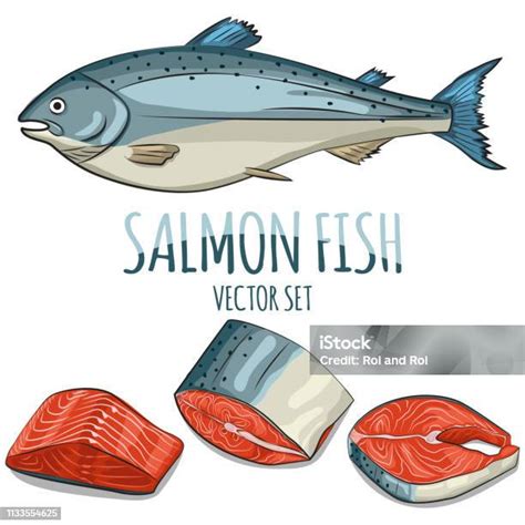 연어 생선 스테이크 필렛 및 슬라이스 벡터 세트입니다 만화 손으로 그리는 그림 흰색 배경에 고립입니다 해산물 아이콘입니다 0명에 대한 스톡 벡터 아트 및 기타 이미지