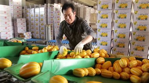 참외 수확 선별 경매 출하 참외의 모든과정 Youtube