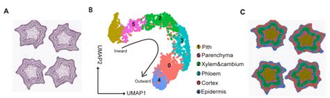Spatial Transcriptome Combined With Single Cell Sequencing Reveals Molecular Trajectories Of