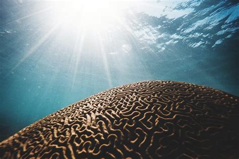 Medical Image Denoising With Cnn Rabeya Tus Sadia Becoming Human Artificial Intelligence