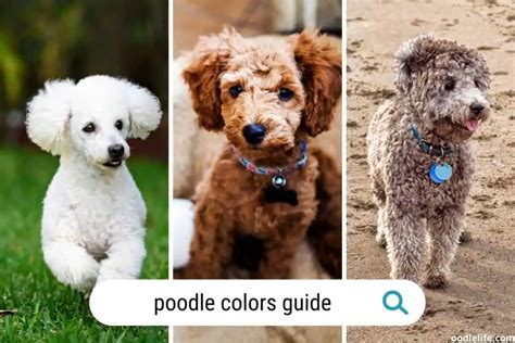 Toy Poodle Colors