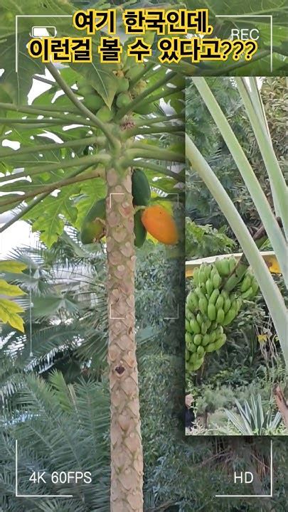 신기하네요열대과일 나무 파인애플 나무바나나 나무파파야 나무 Youtube